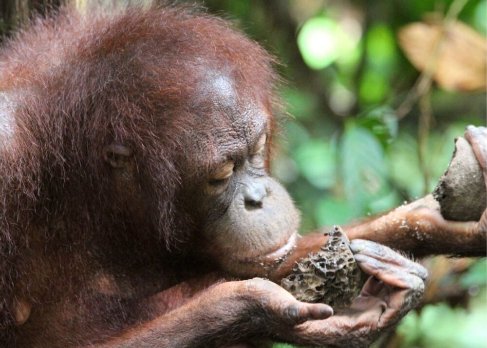 Orangutans Diet: What They Eat | Orangutan Appeal UK