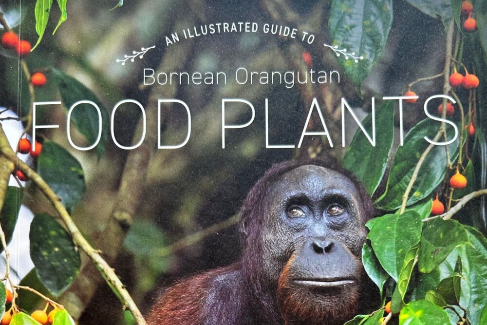 Latest research on Bornean orangutans and the rainforest | Orangutan ...