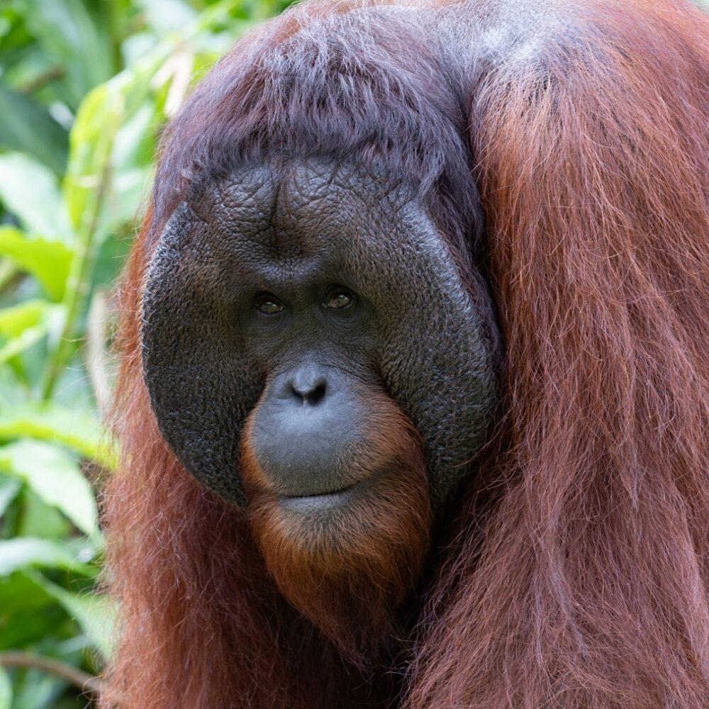 Why do male orangutans develop cheek pads? | Orangutan Appeal UK