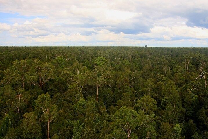 Fire-fighting Project Update | Orangutan Appeal UK