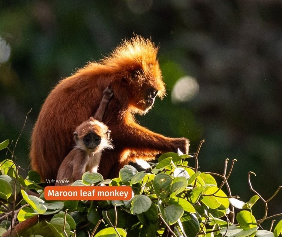 International Primate Day 2024 | Orangutan Appeal UK