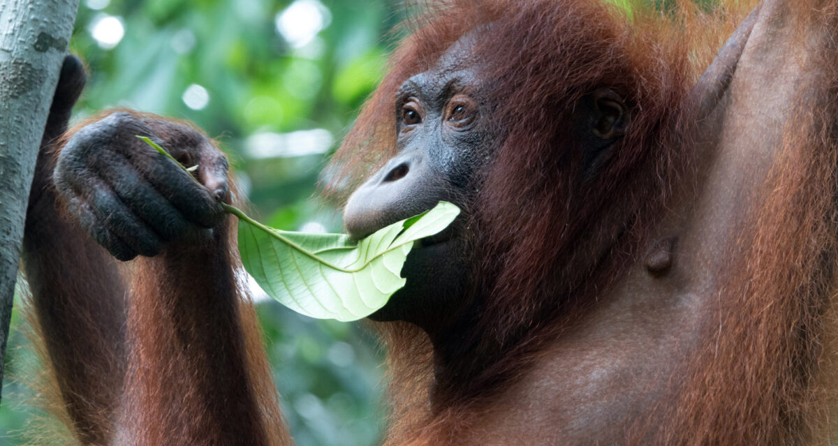 Orangutans Diet: What They Eat | Orangutan Appeal UK
