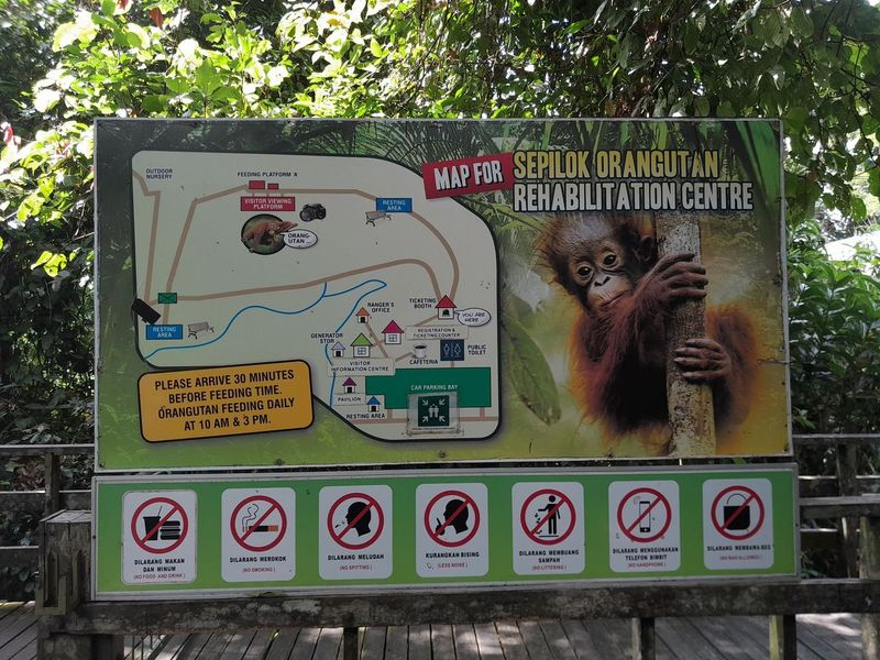 Sepilok Orangutan Rehabilitation Centre | Orangutan Appeal UK