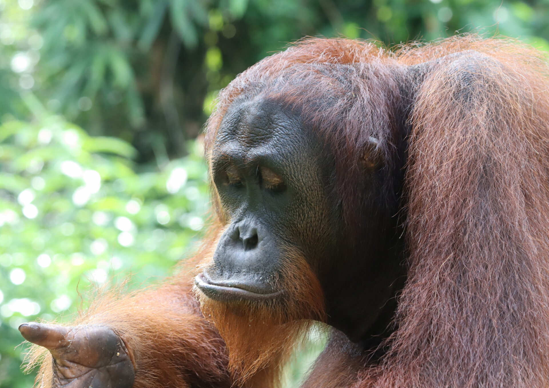 Watch Man of the Forest | Orangutan Appeal UK Film | Orangutan Appeal UK