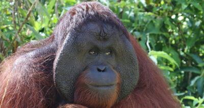 How big do male orangutans get? | Orangutan Appeal UK