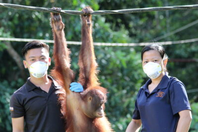 Latest research on Bornean orangutans and the rainforest | Orangutan ...