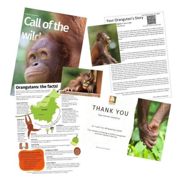 Education and awareness can help orangutan conservation | Orangutan ...