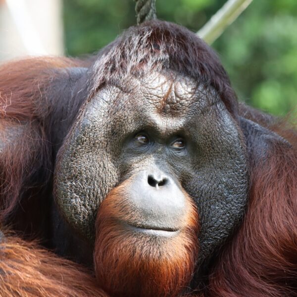 How big do male orangutans get? | Orangutan Appeal UK