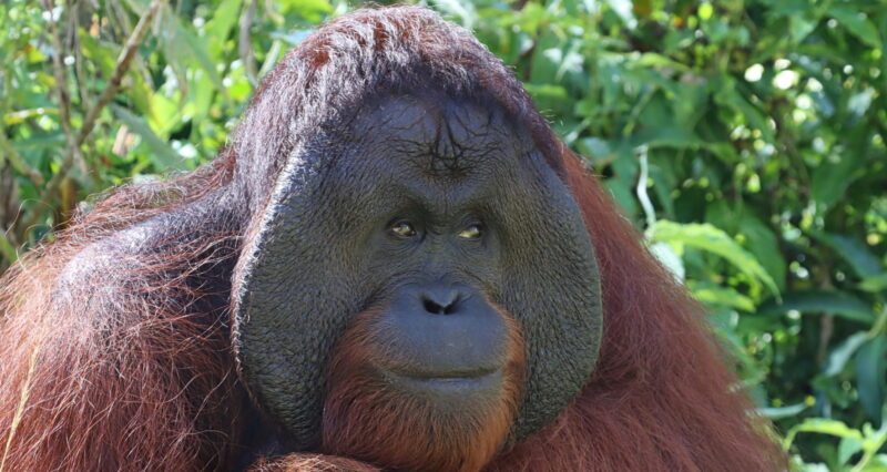 How big do male orangutans get? | Orangutan Appeal UK