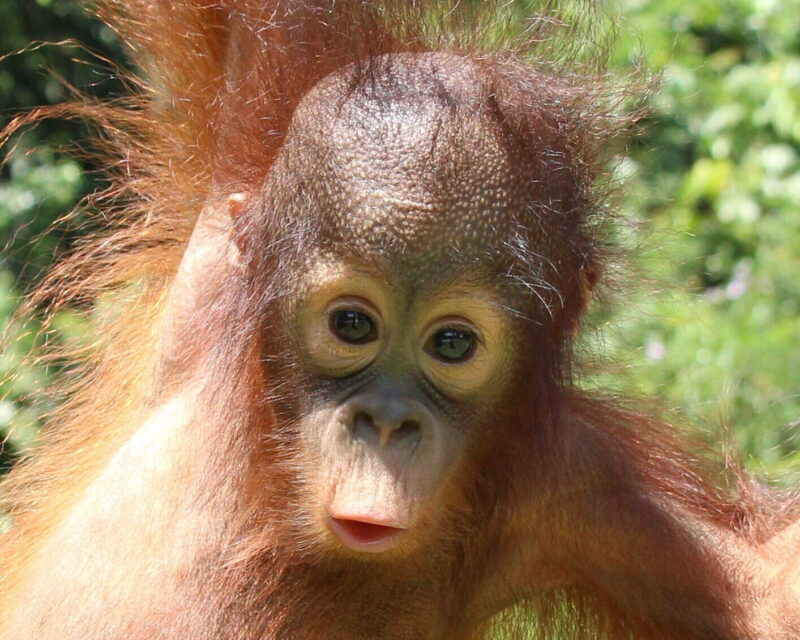 Luffy in final stage of his rehabilitation | Orangutan Appeal UK