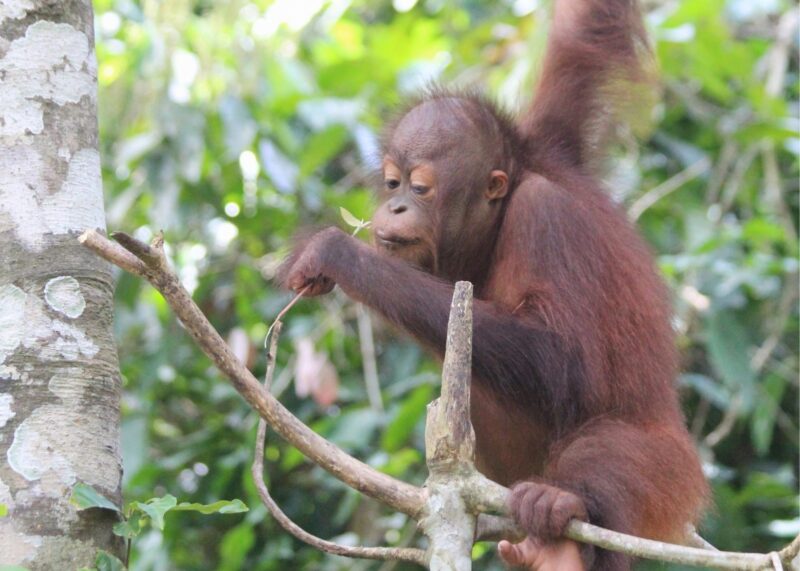 Orangutans Diet: What They Eat | Orangutan Appeal UK
