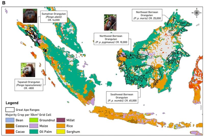 Latest research on Bornean orangutans and the rainforest | Orangutan ...