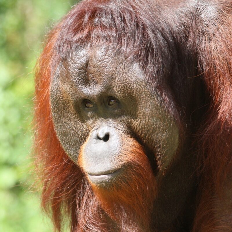 Why do male orangutans develop cheek pads? | Orangutan Appeal UK
