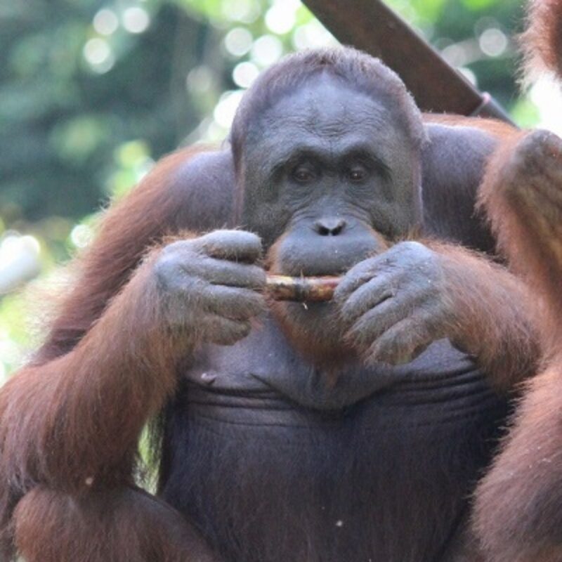 Why do male orangutans develop cheek pads? | Orangutan Appeal UK