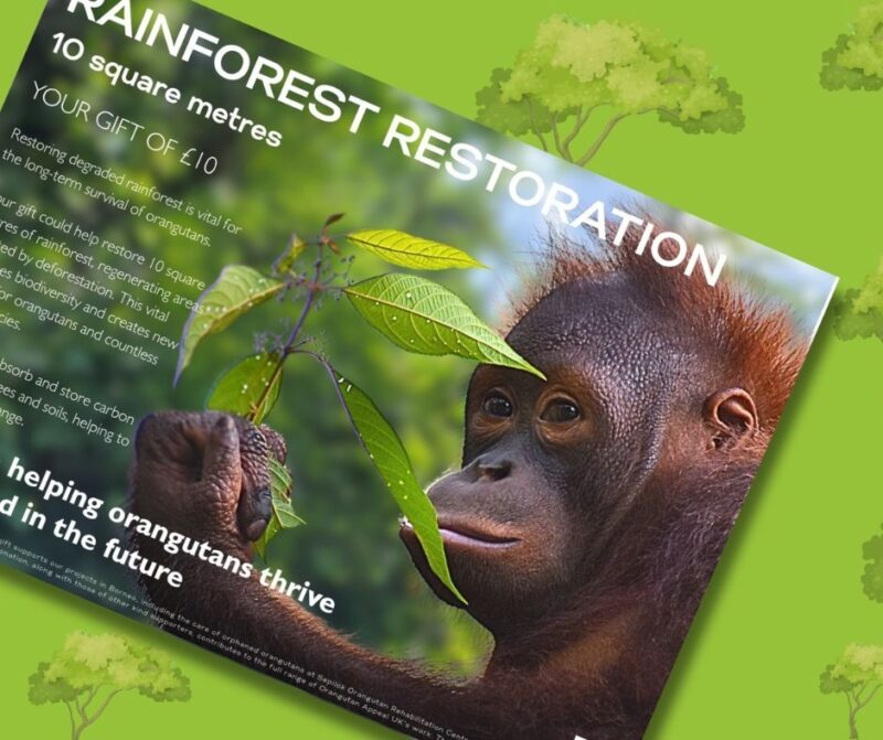Virtual charity gifts that give back to the rainforests | Orangutan ...