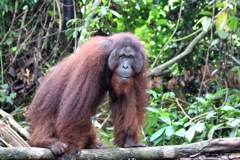 Are orangutans good fathers? | Orangutan Appeal UK